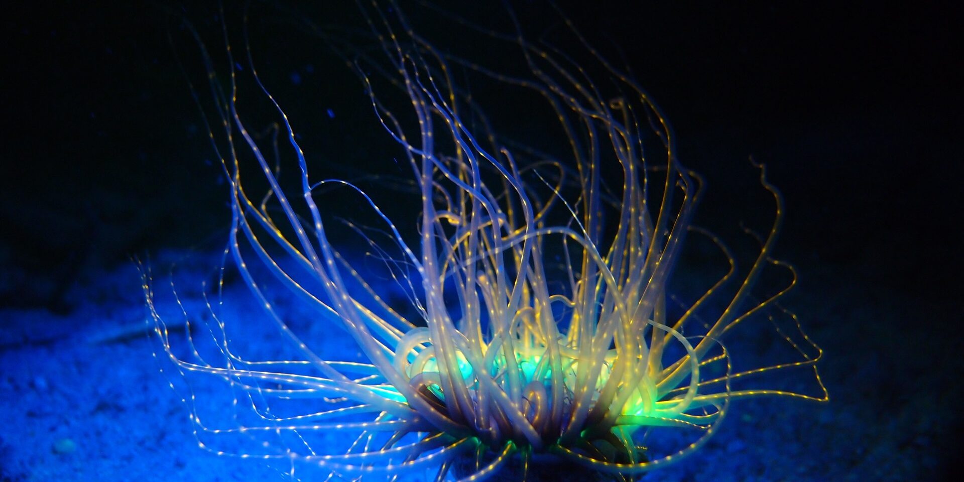 Die Faszination Fluo Dive mit Dive Tour erleben